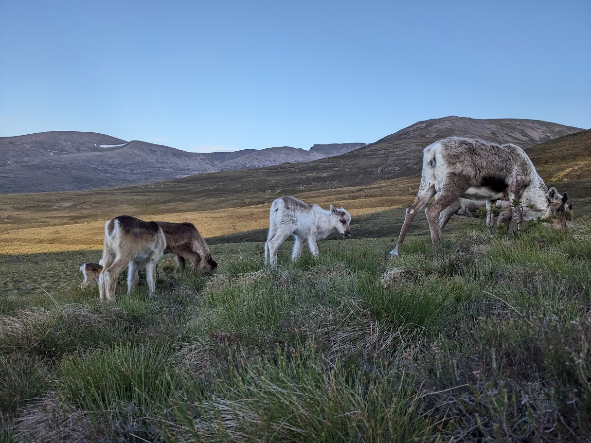 Latte – from calf to yearling! - The Cairngorm Reindeer Herd