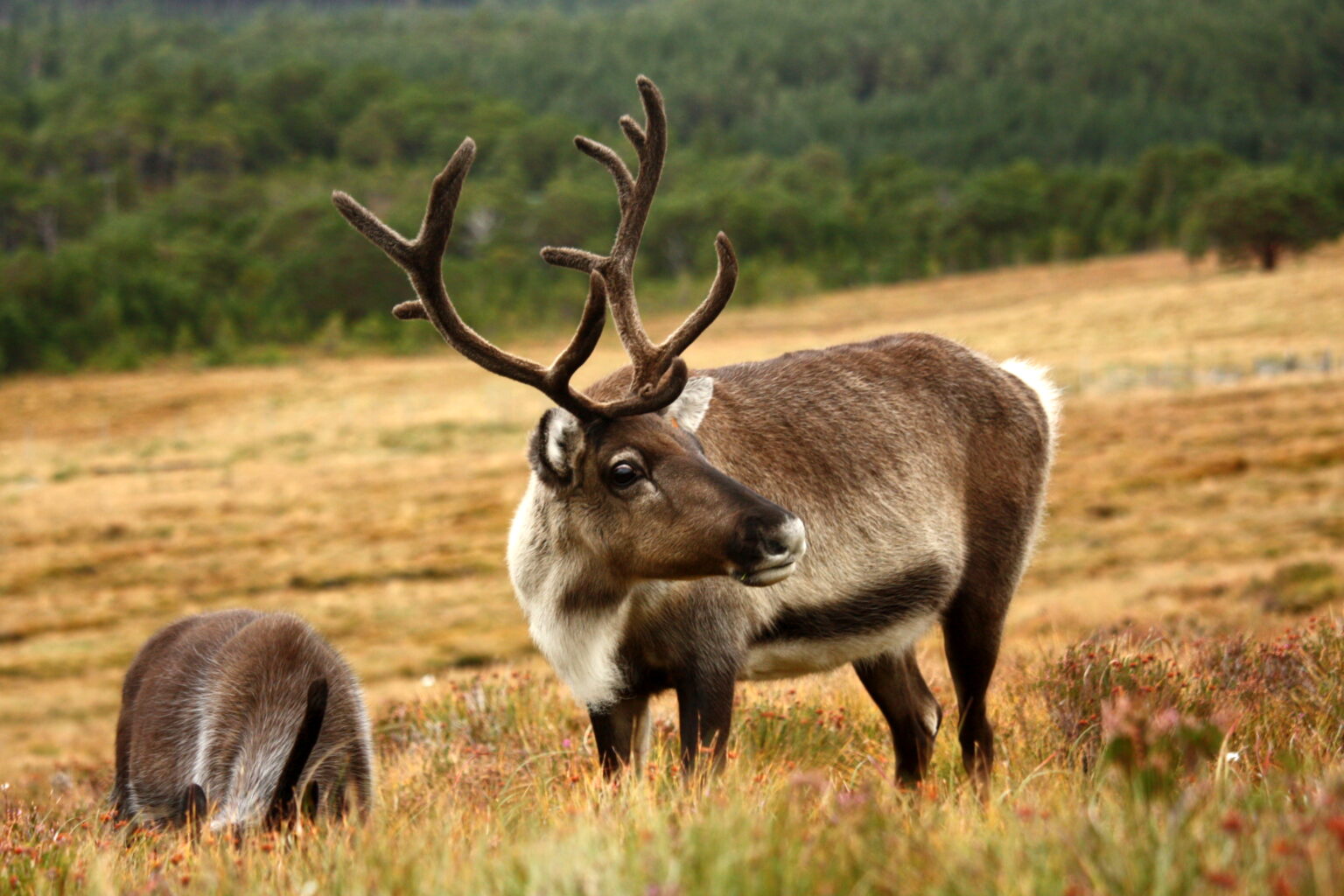 Antler shapes - The Cairngorm Reindeer Herd