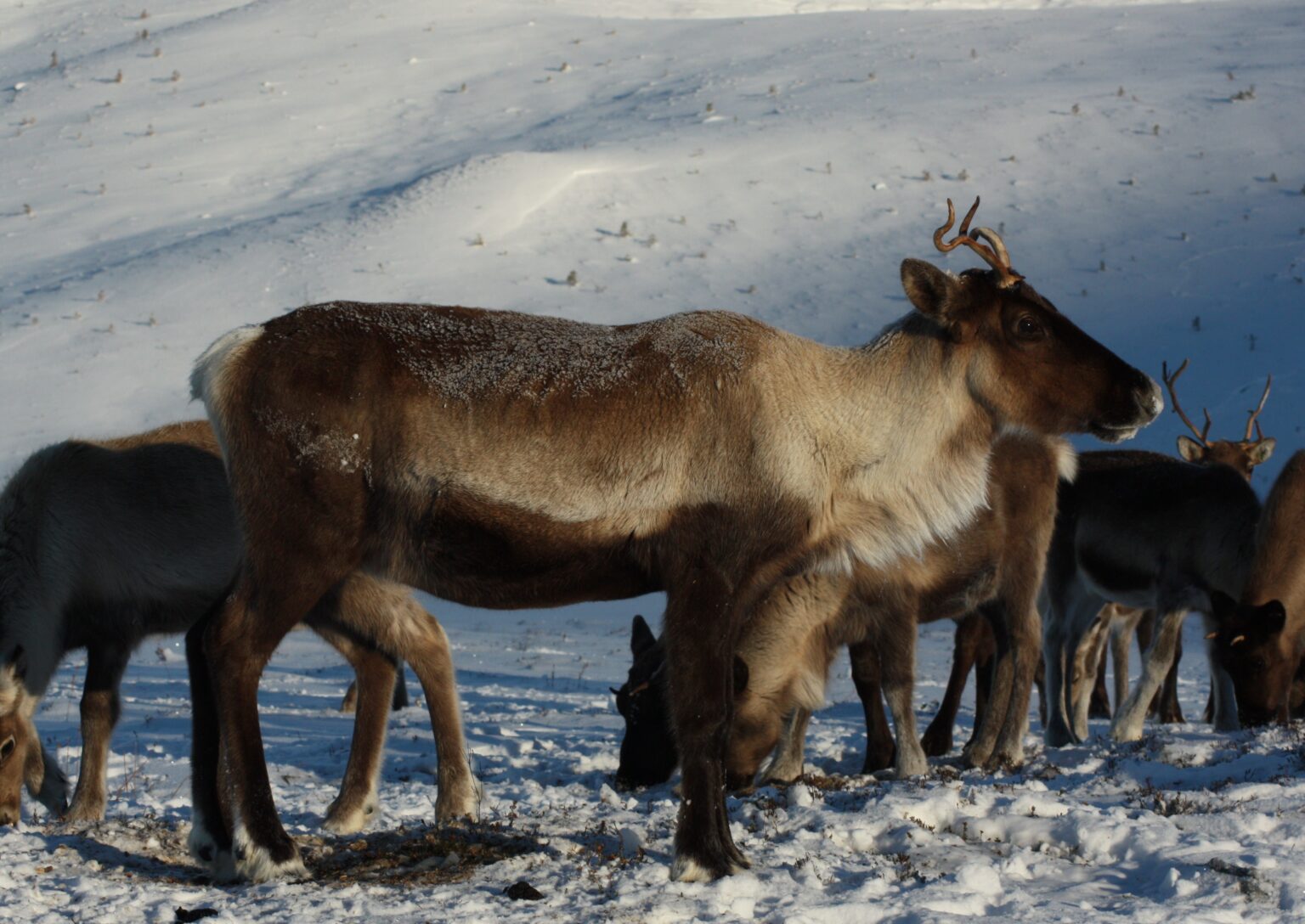 Blog – The Cairngorm Reindeer Herd