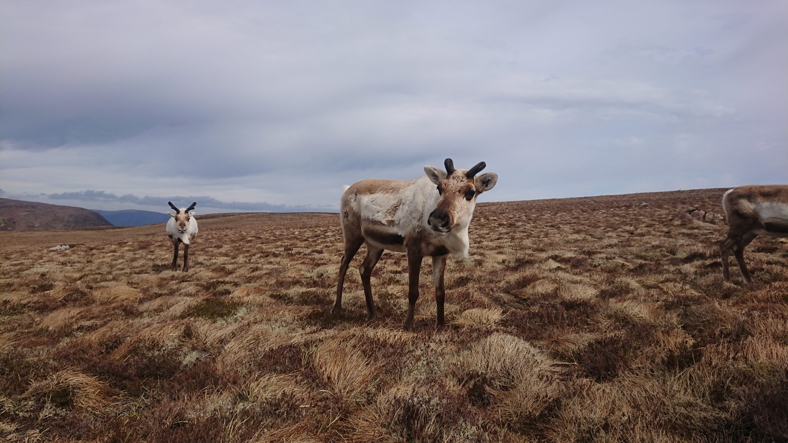 Cuppa – from calf to yearling! - The Cairngorm Reindeer Herd