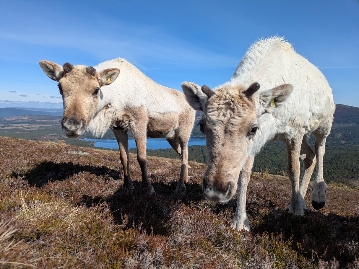 Latte – from calf to yearling! - The Cairngorm Reindeer Herd