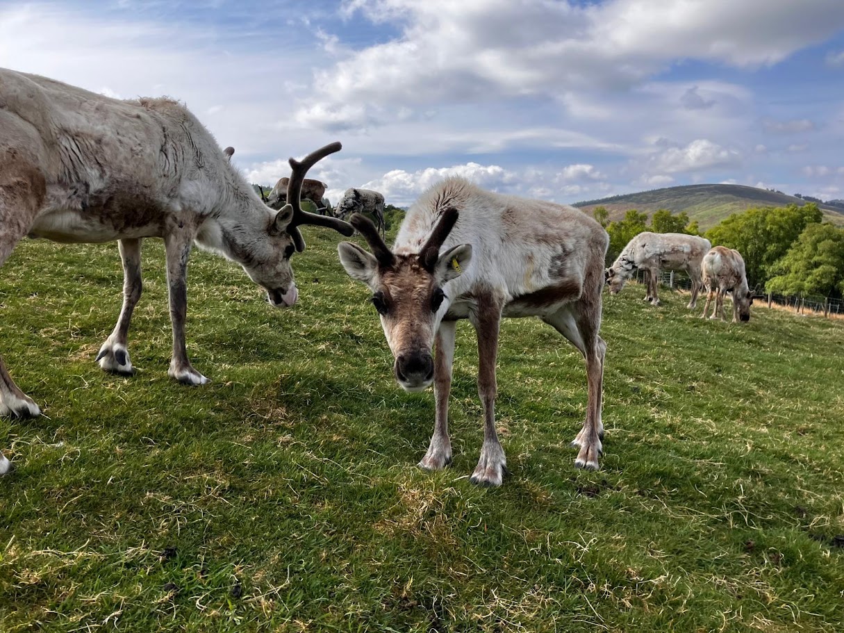 Cuppa – from calf to yearling! - The Cairngorm Reindeer Herd