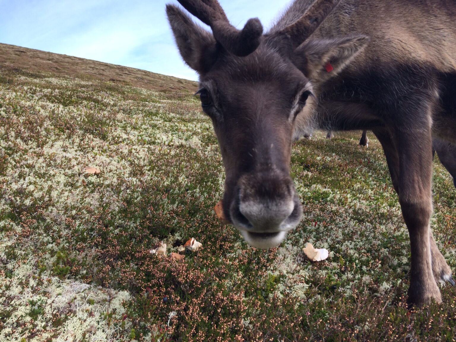 Blog – The Cairngorm Reindeer Herd