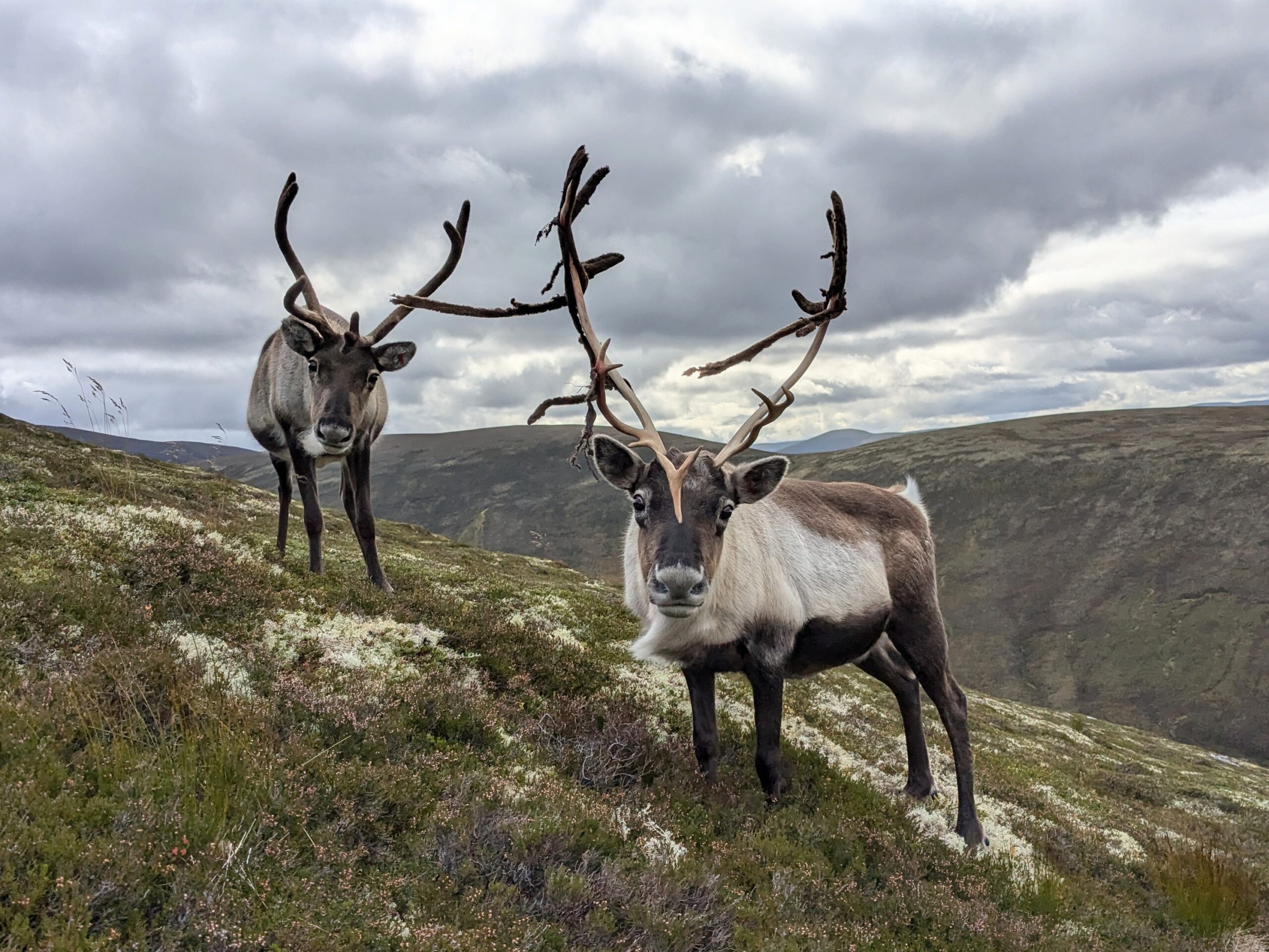 Reindeer migration - The Cairngorm Reindeer Herd