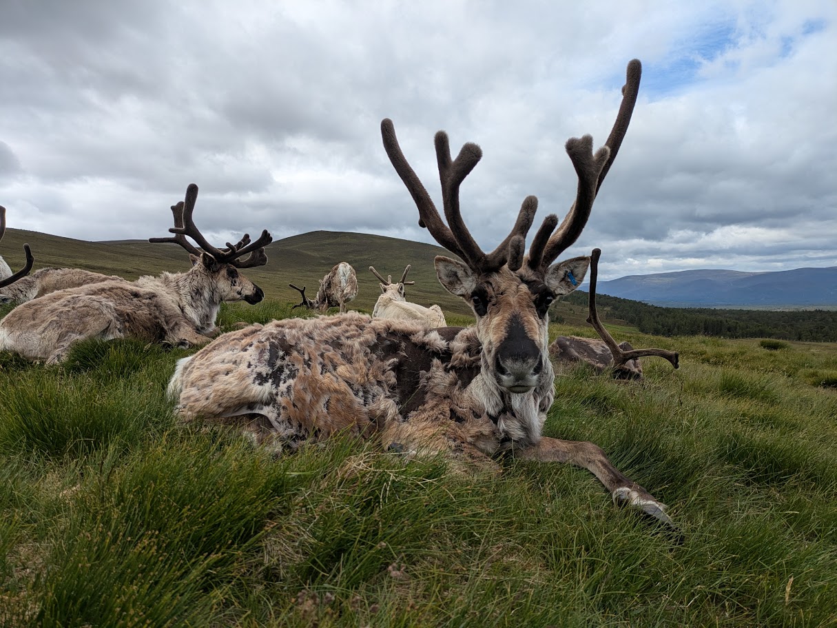 Photo Blog: June 2025 - The Cairngorm Reindeer Herd