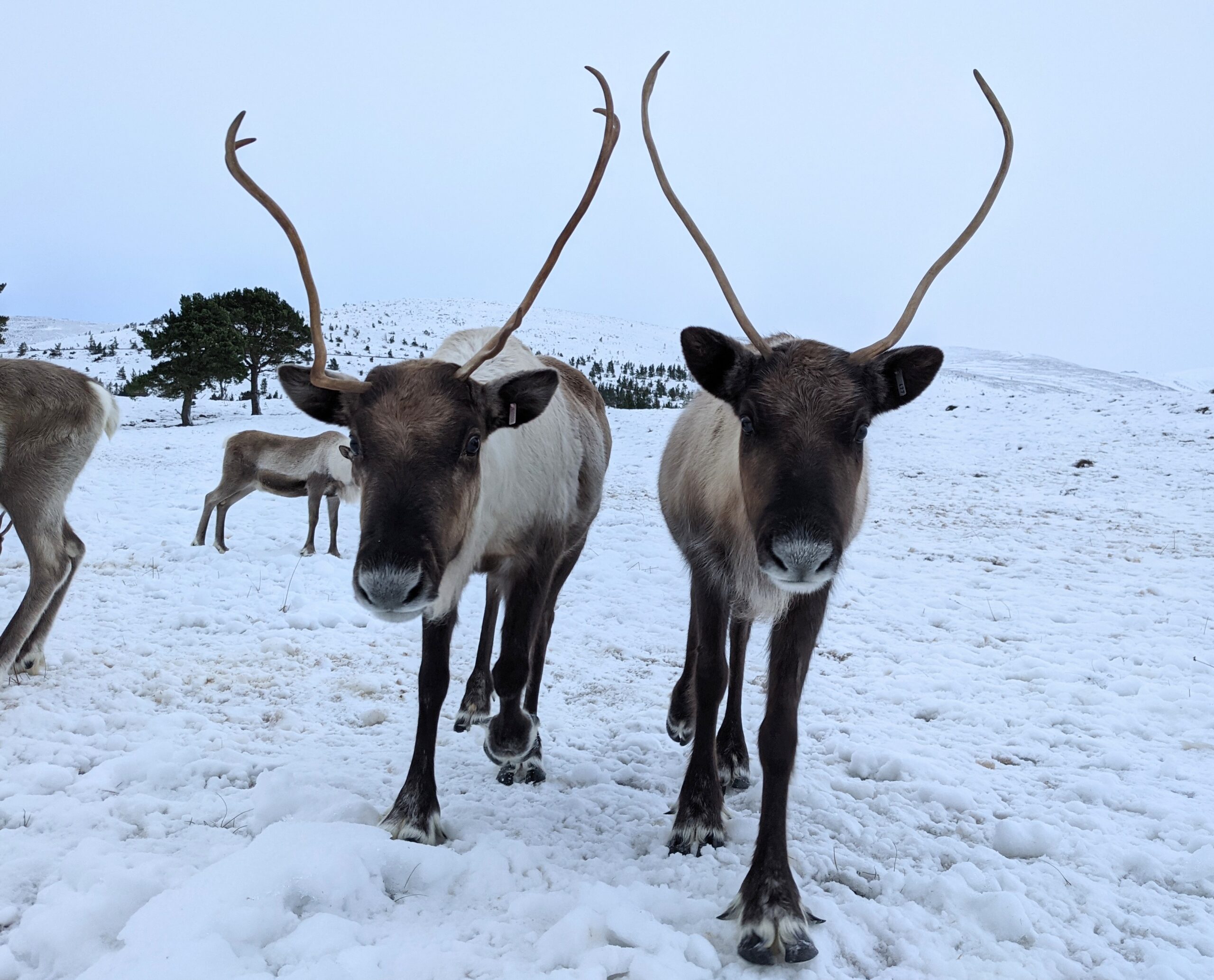 Choosing Reindeer Names - The Cairngorm Reindeer Herd