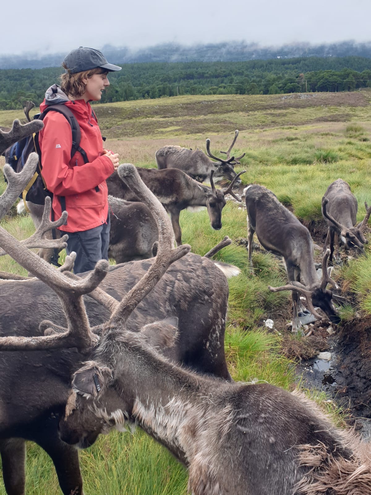 Blog - The Cairngorm Reindeer Herd