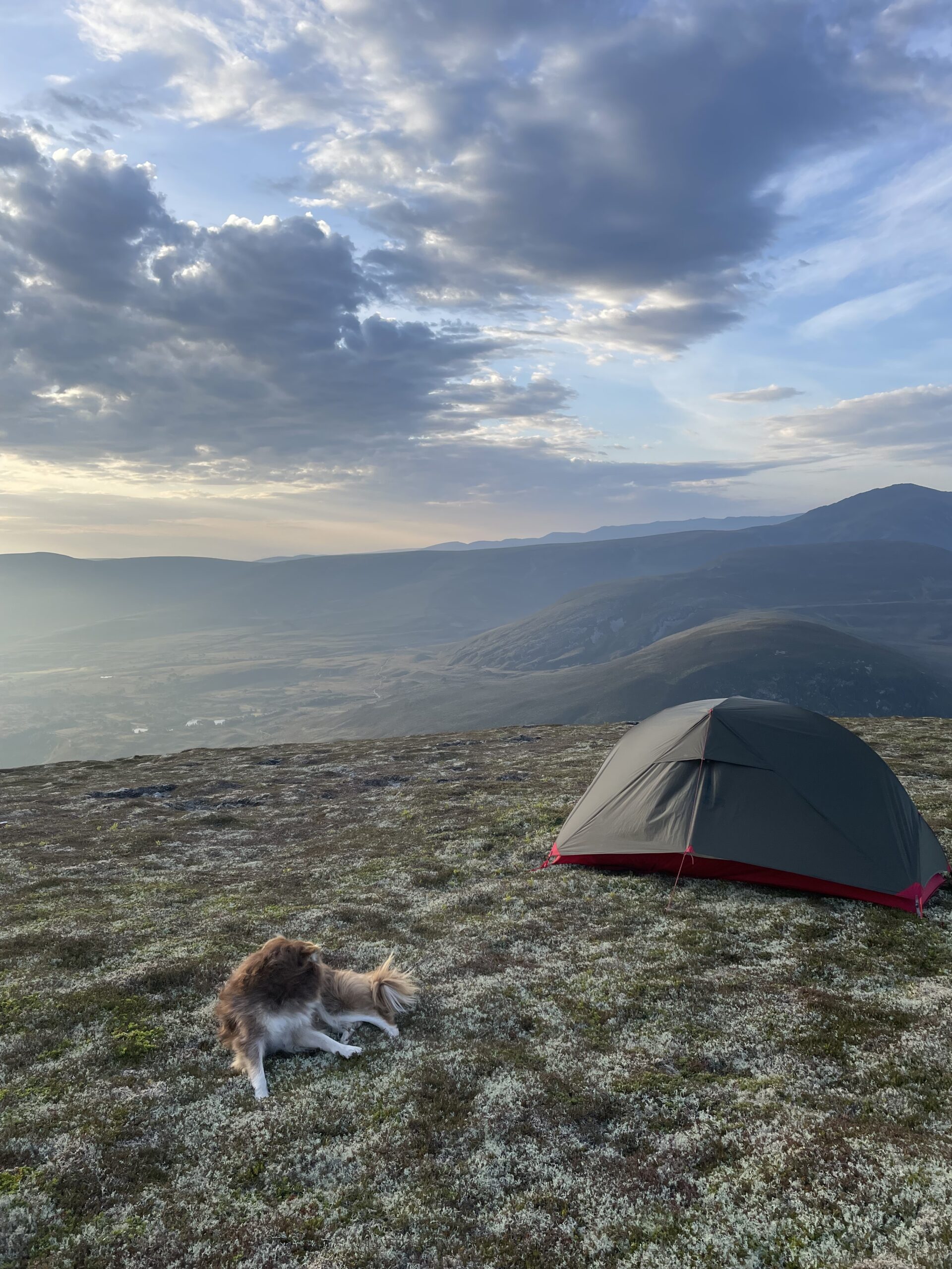 Caz’s first summer as a herder - The Cairngorm Reindeer Herd