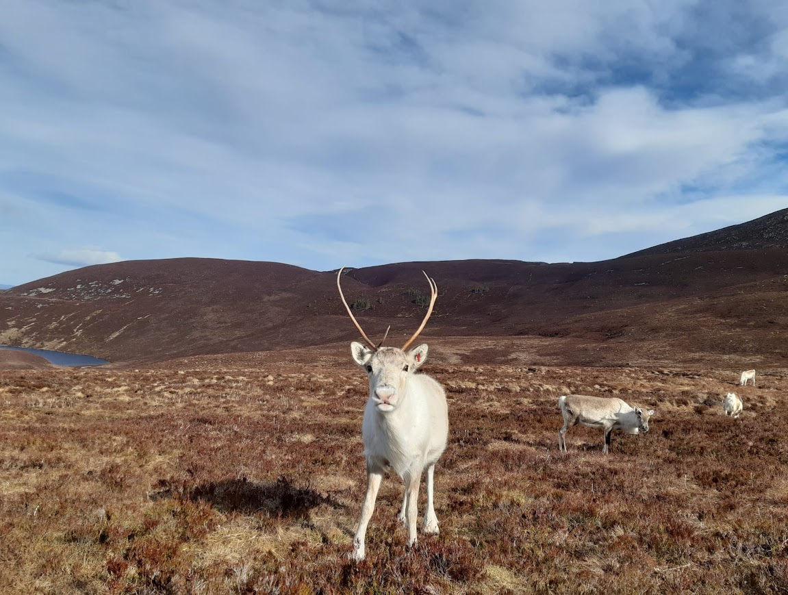 Blog - The Cairngorm Reindeer Herd