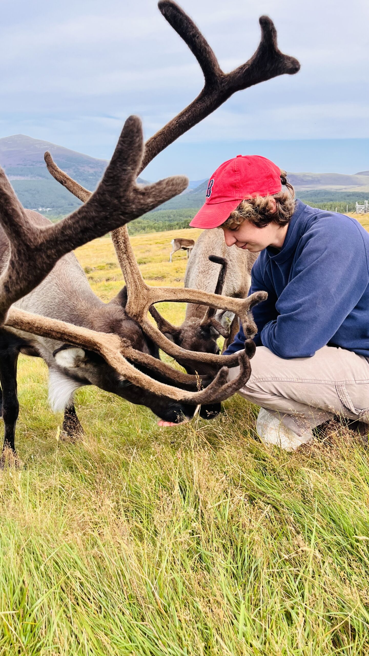 My first month as a reindeer herder - The Cairngorm Reindeer Herd