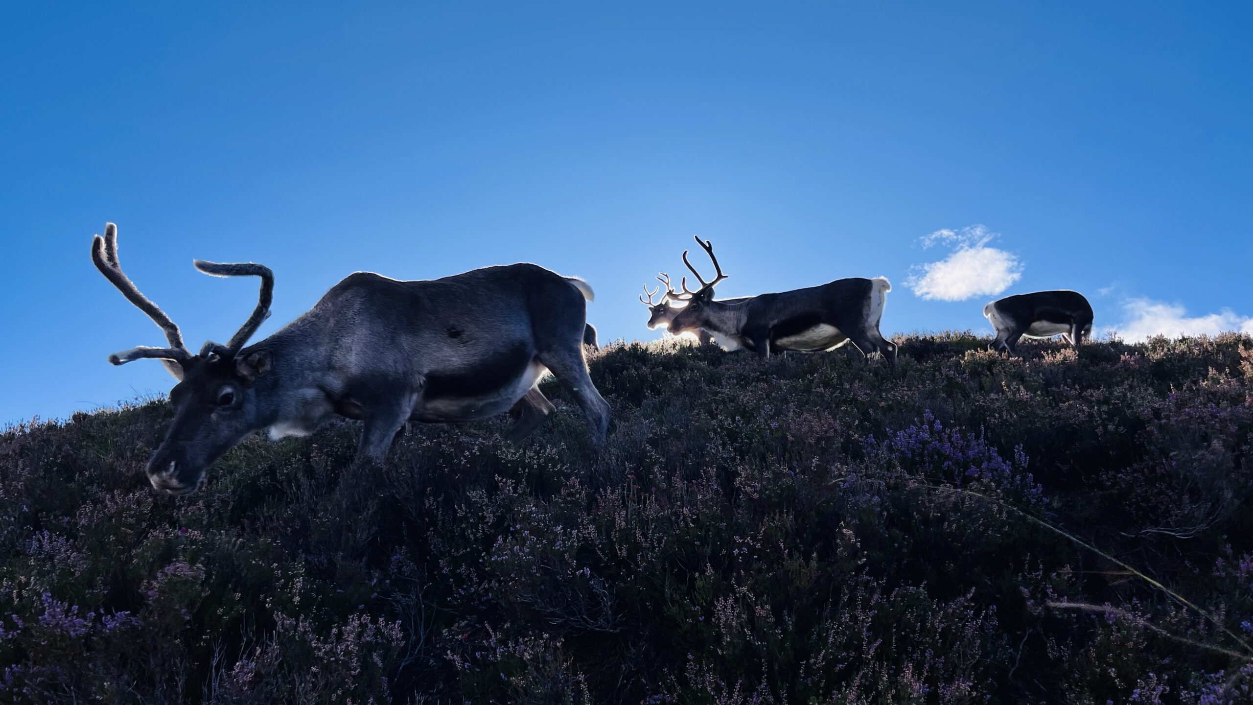 My first month as a reindeer herder - The Cairngorm Reindeer Herd