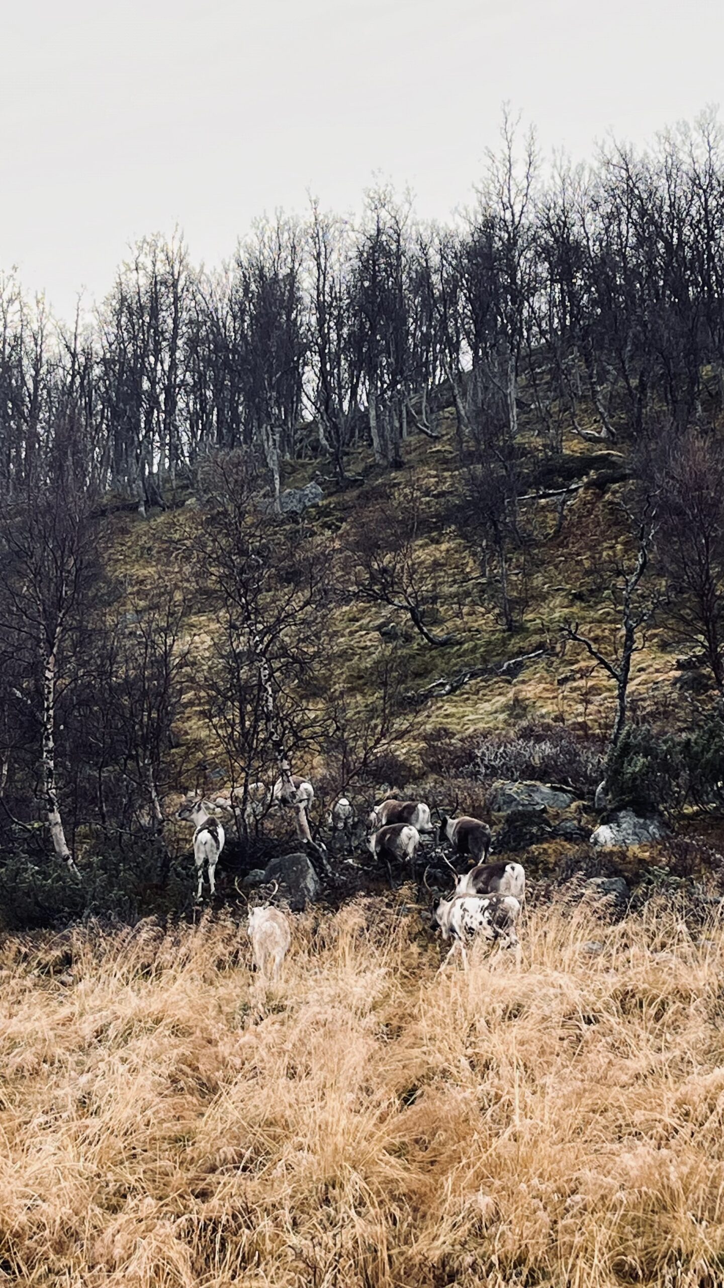 My first month as a reindeer herder - The Cairngorm Reindeer Herd