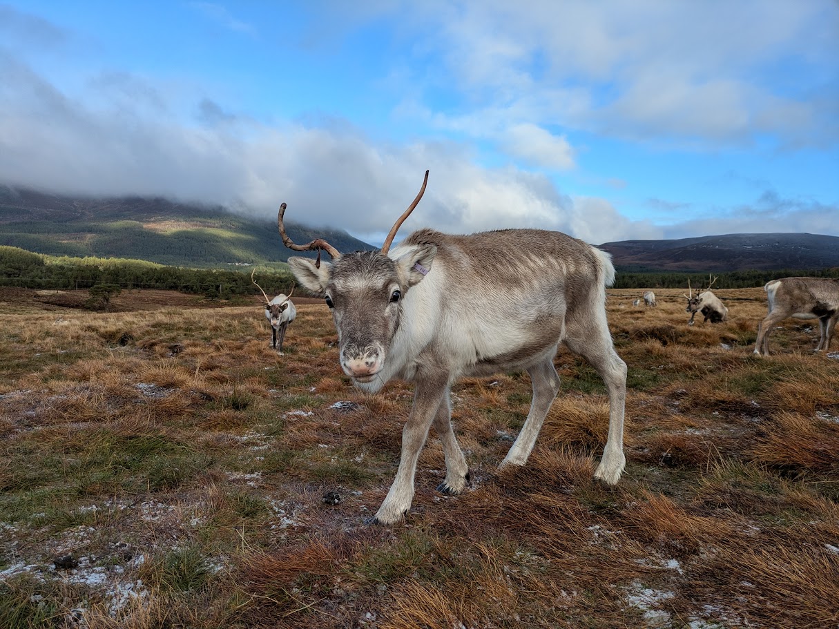 Photo Blog: November 2025 - The Cairngorm Reindeer Herd