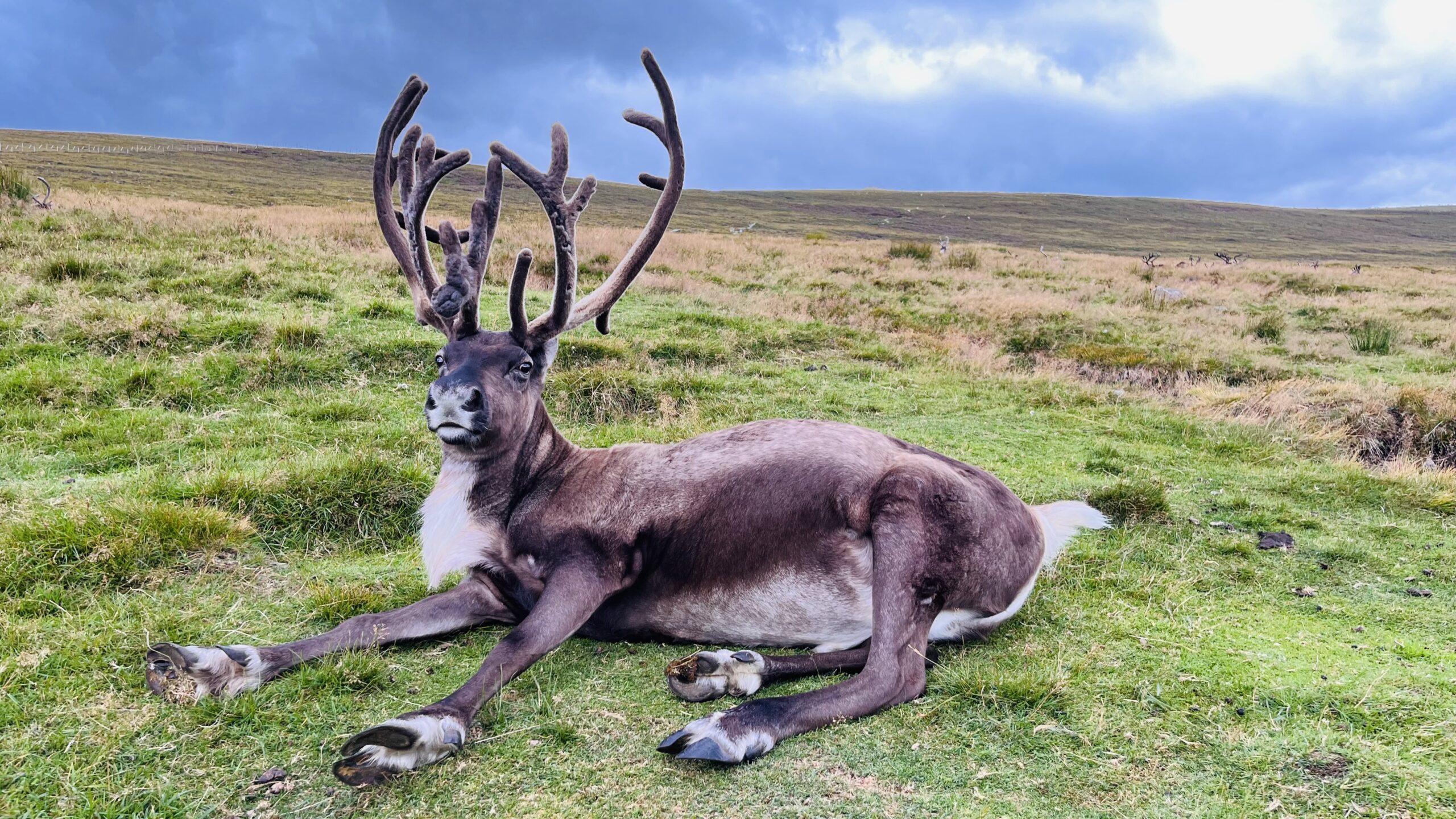 Learning to ID reindeer - The Cairngorm Reindeer Herd