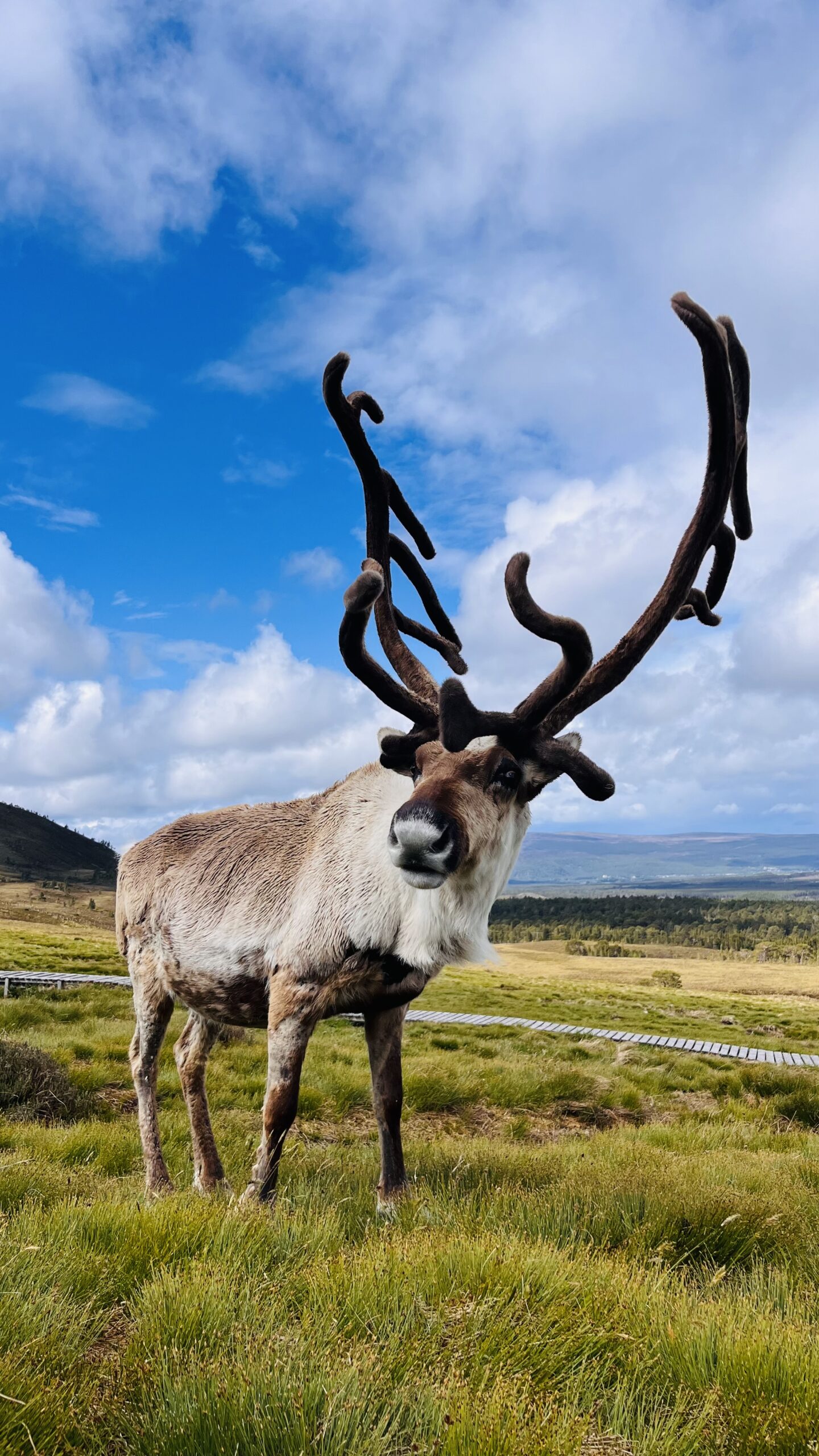 Learning to ID reindeer - The Cairngorm Reindeer Herd