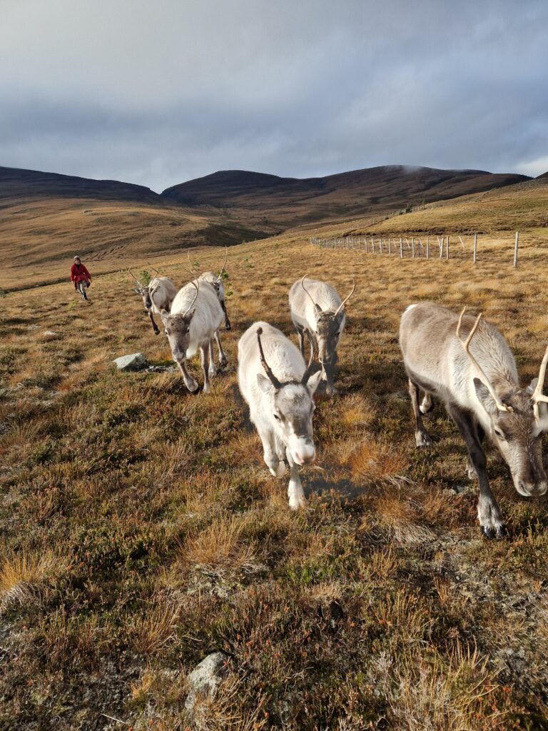 Catching up with Charleston and Quickstep - The Cairngorm Reindeer Herd