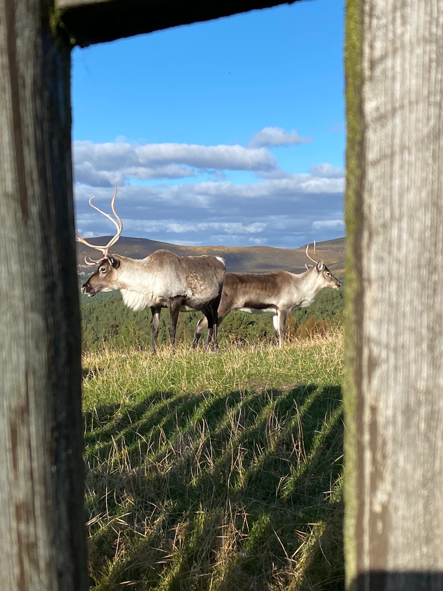 Volunteer Blog: Anna’s Photography - The Cairngorm Reindeer Herd