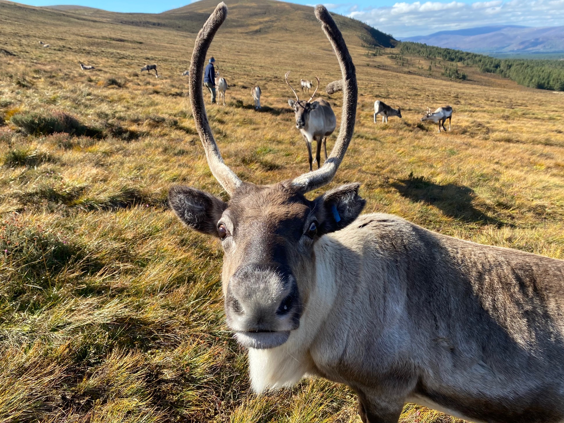 Volunteer Blog: Anna’s Photography - The Cairngorm Reindeer Herd