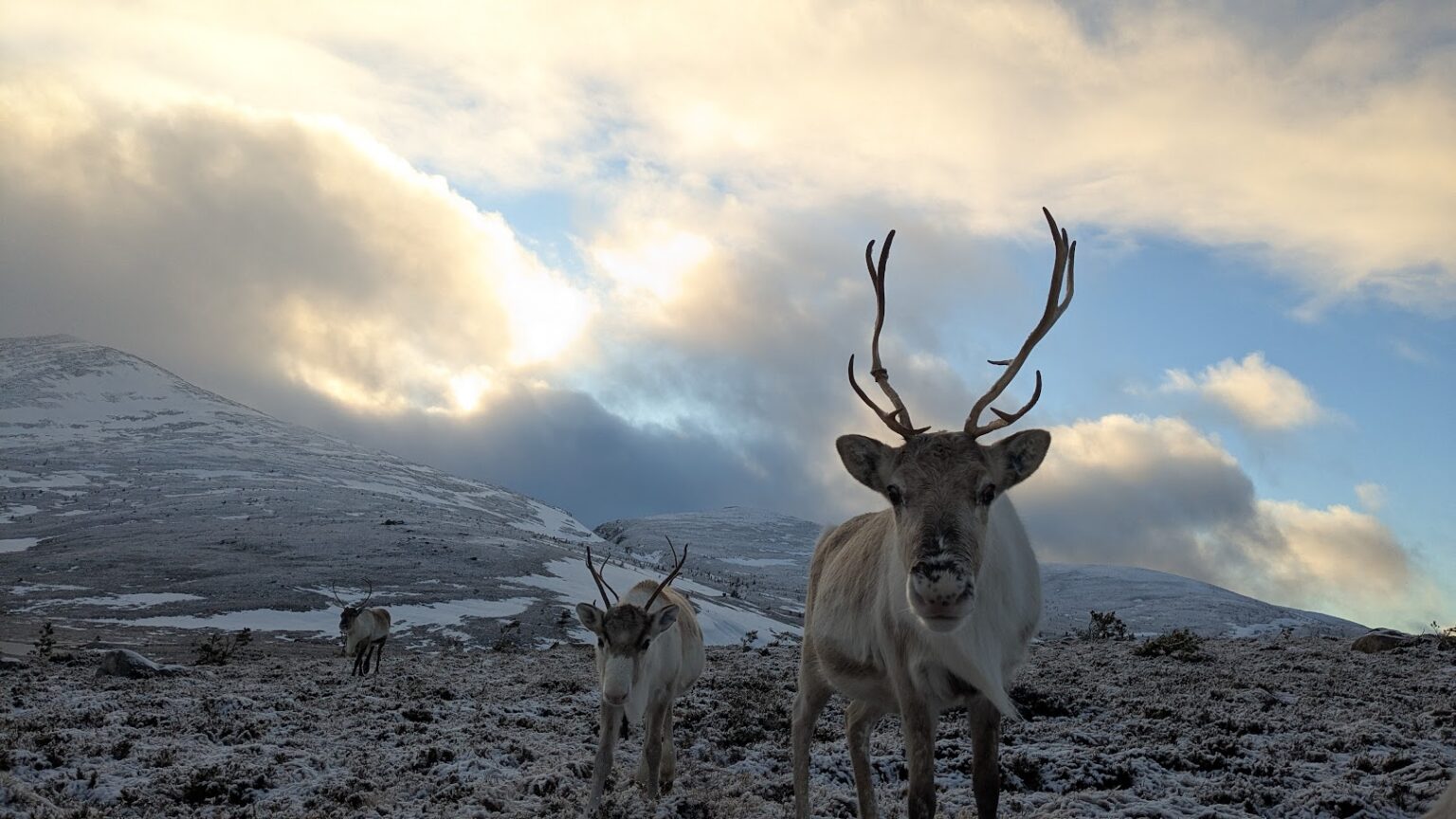 Blog - The Cairngorm Reindeer Herd