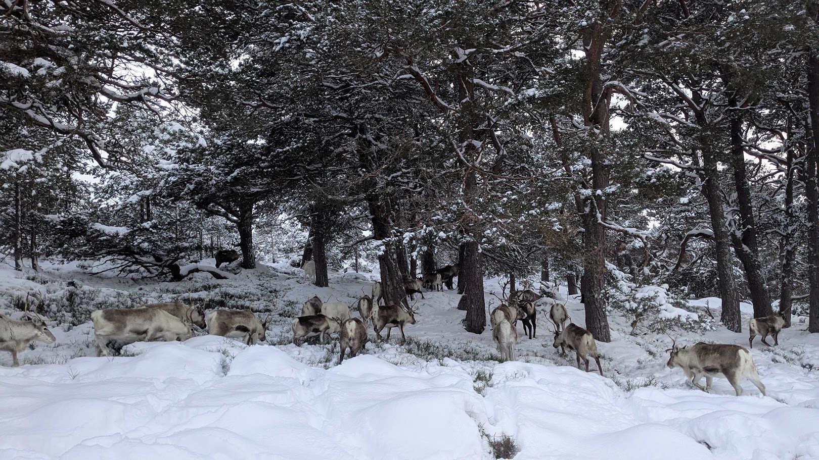 Photo Blog: January 2026 - The Cairngorm Reindeer Herd