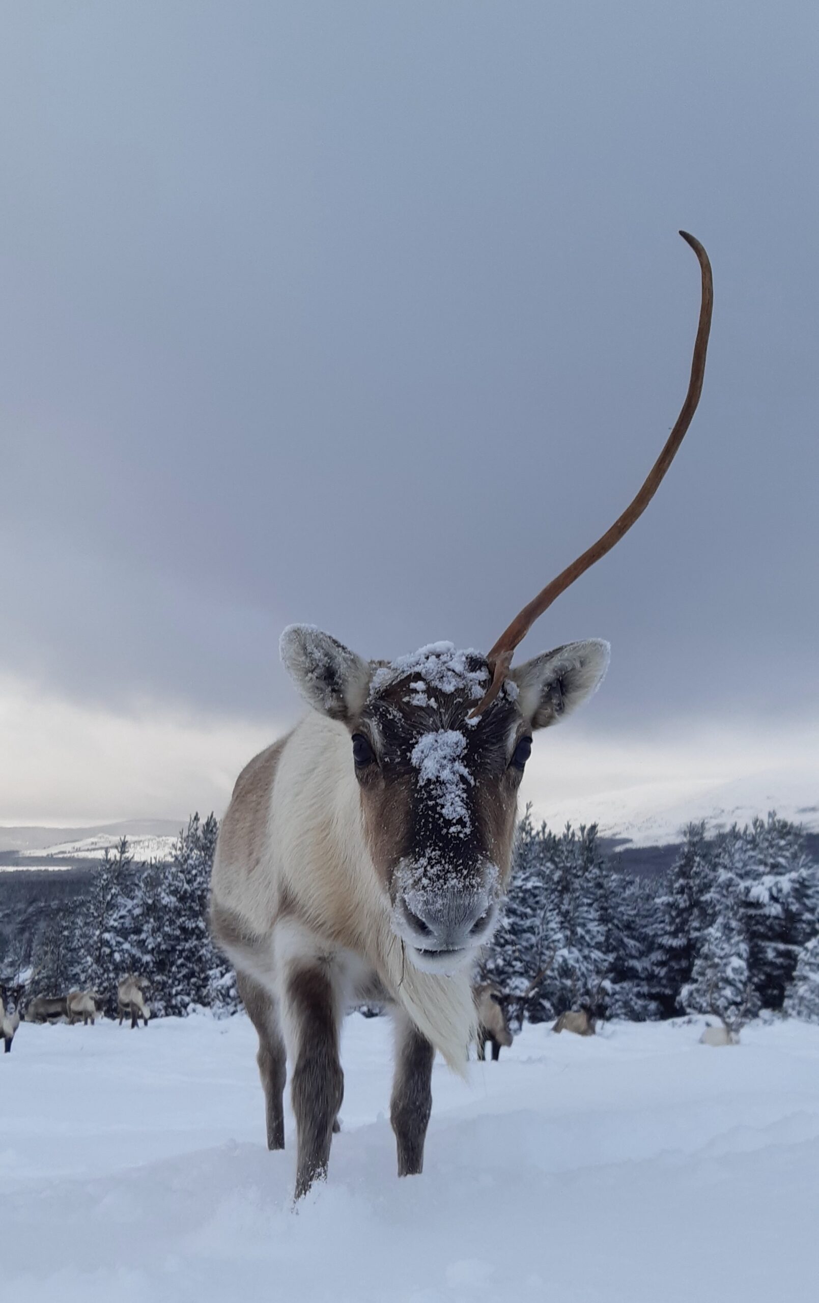 A Reindeer Christmas - The Cairngorm Reindeer Herd