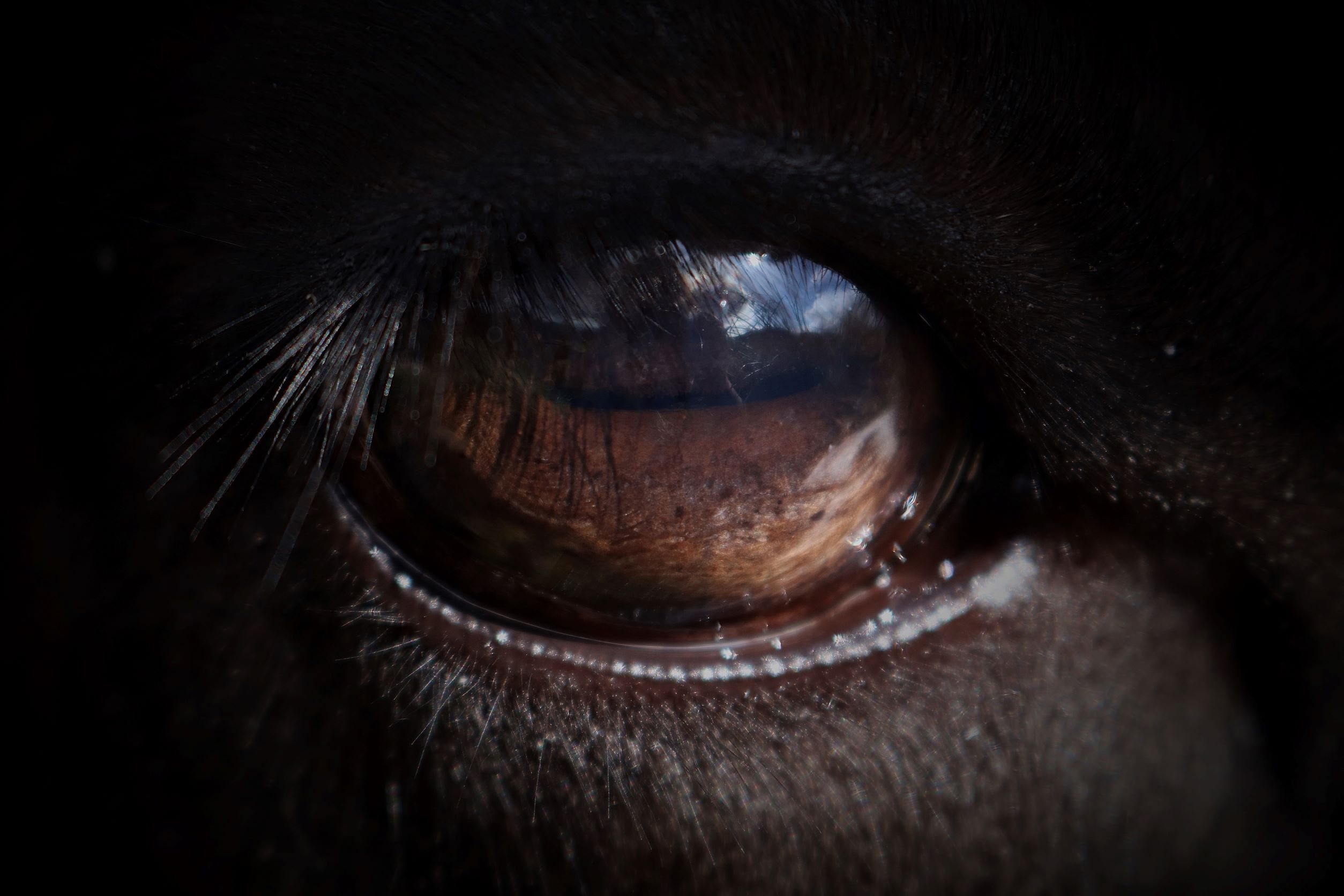 Reindeer Metabolism and How it Changes Throughout the Year - The ...