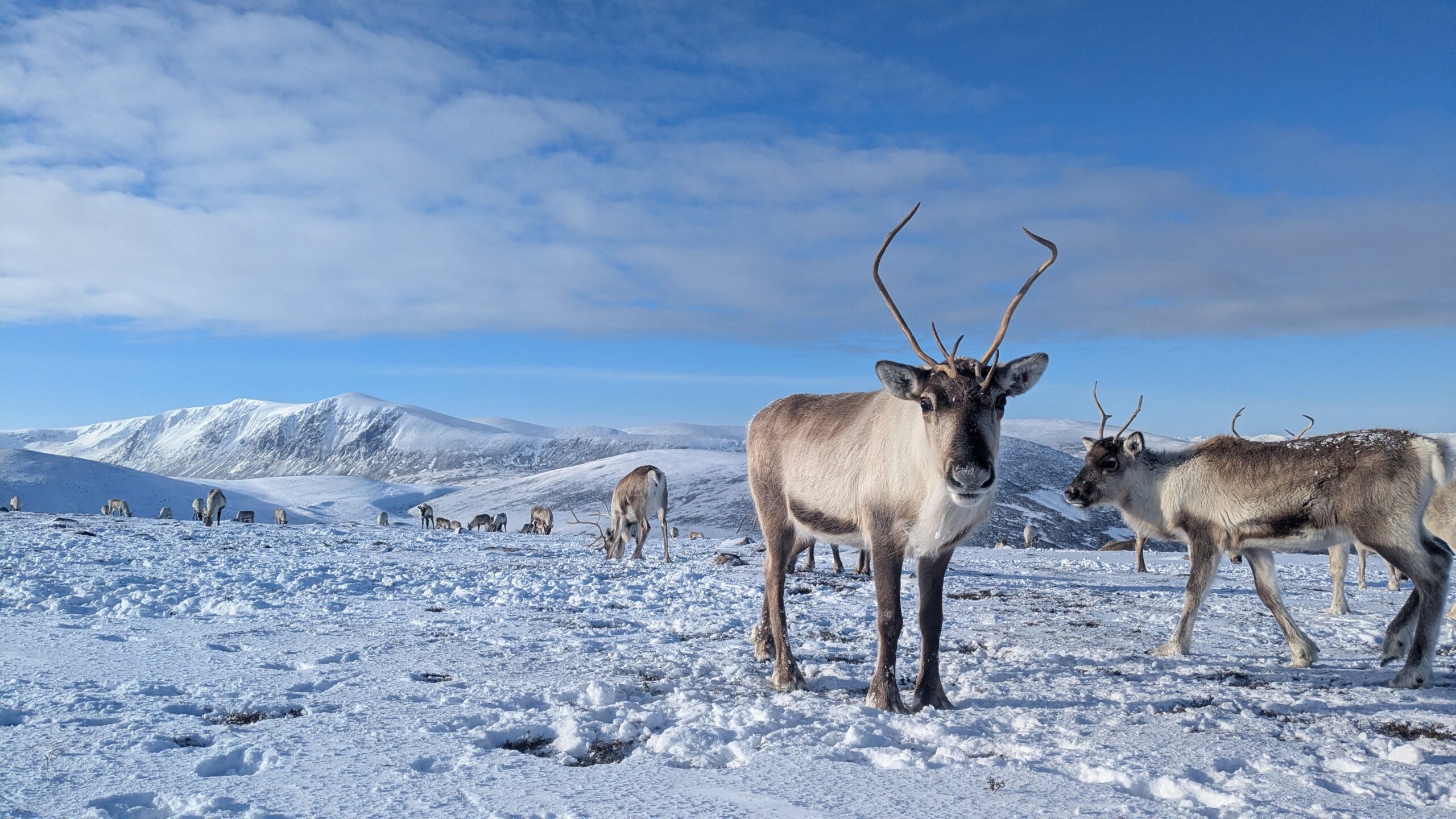 Reindeer Metabolism and How it Changes Throughout the Year - The ...